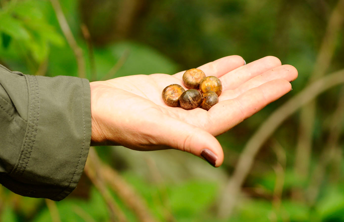 El guáimaro como economía alternativa | Tamandúa