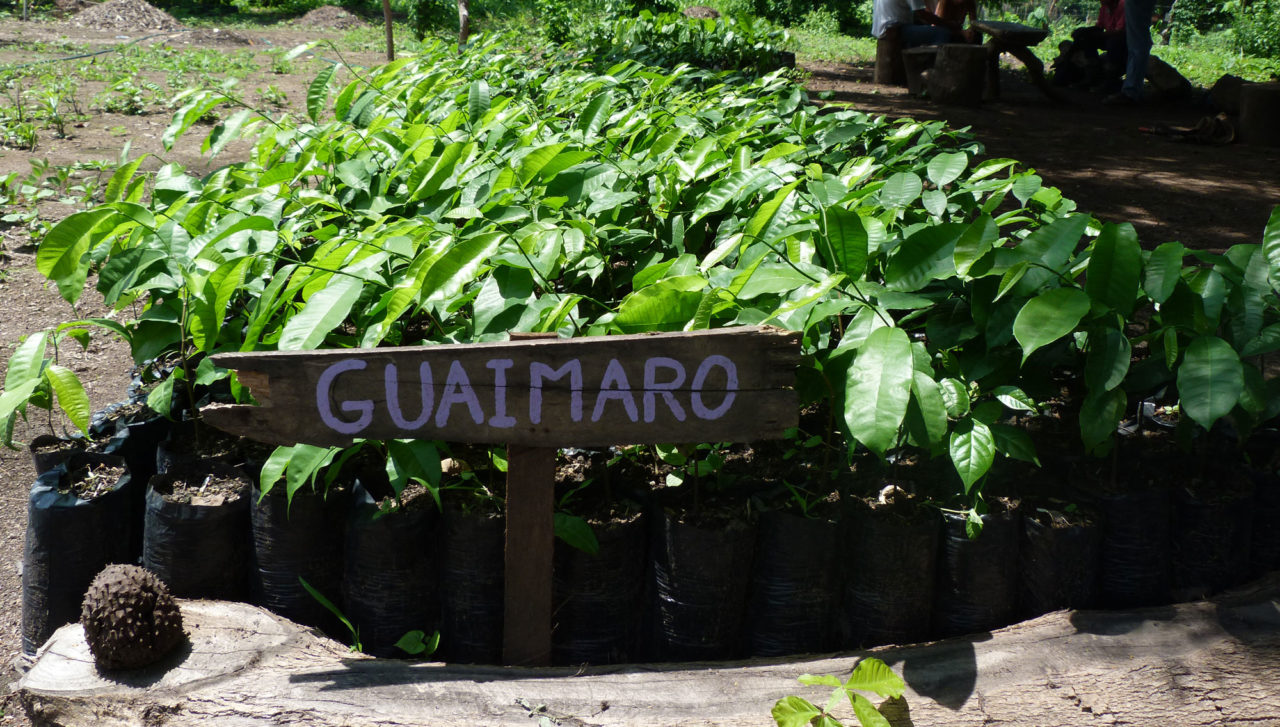Envol Vert y el guáimaro: conservación y soberanía alimentaria en un ...
